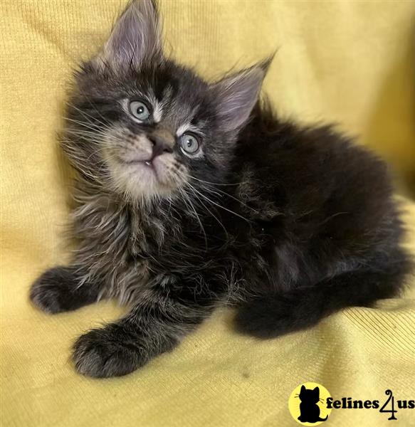 Pure Pedigree Tica registered Maine Coon