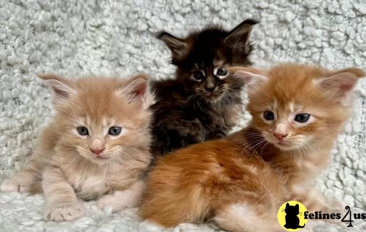 Adorable TICA Maine Coon Kittens