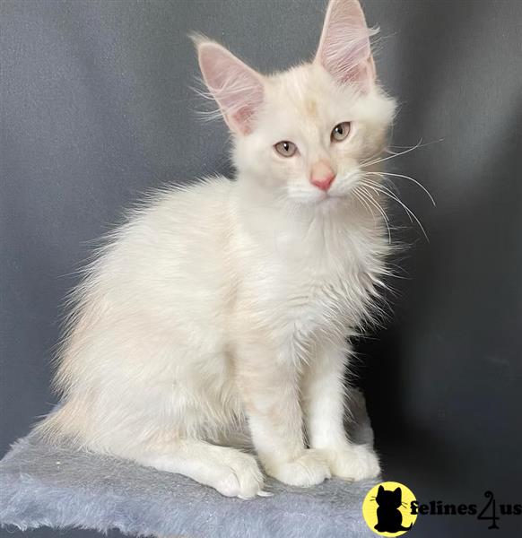 Purebred Maine Coon kittens black grey tabbys