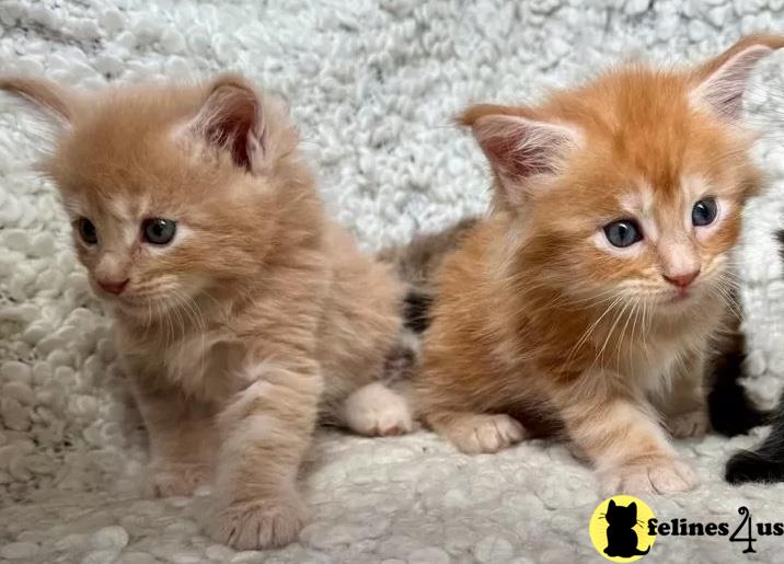 Pure Pedigree Tica registered Maine Coon