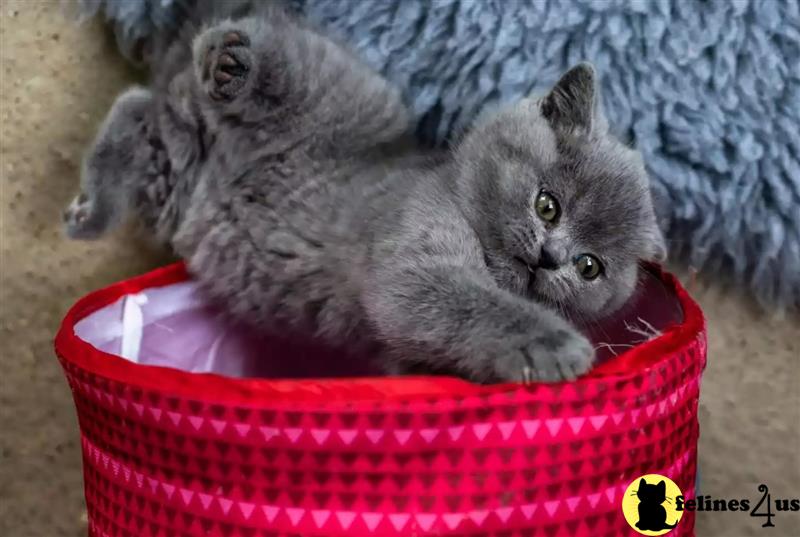BSH kittens blue
