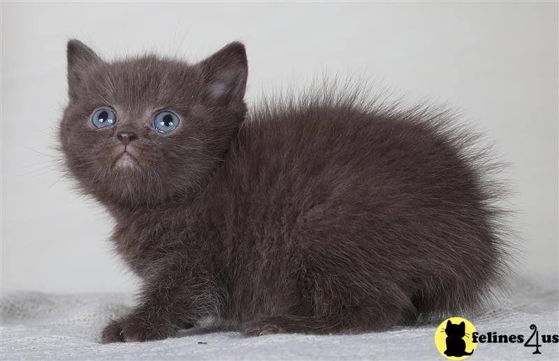 Show quality Chocolate BSH kittens.