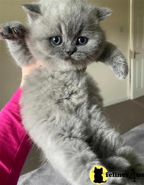 British shorthair kitten for sale