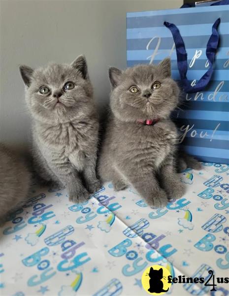 🏆Champion Line FEMALE Kittens available 🏆