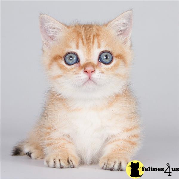 Pure bread Munchkins kittens are ready to go now