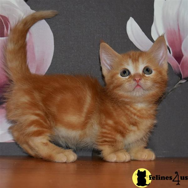 House-trained Munchkins kittens