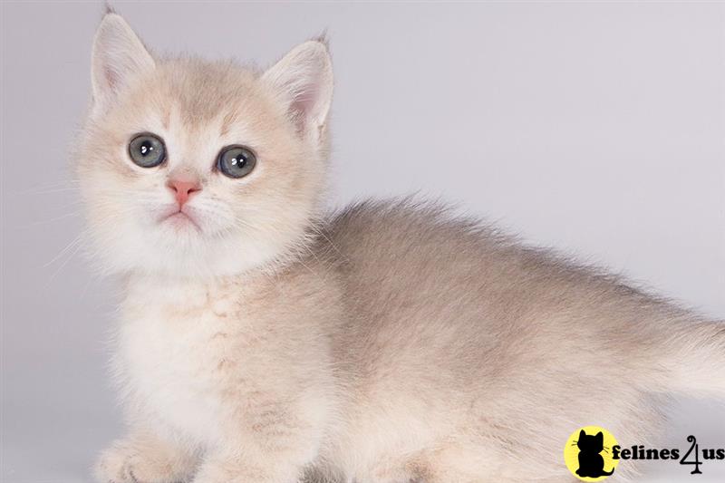 Purebred Munchkins kittens
