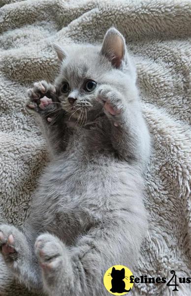 Beautiful British shorthair blue