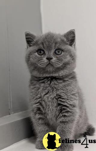 Blue Female BSH Kitten Available now