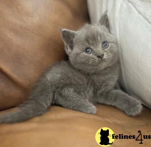 Beautiful blue British shorthair