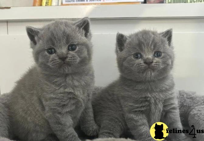 Beautiful British Blue shorthair kitten