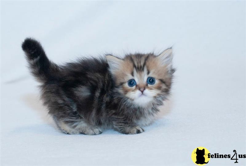 Appreciative Munchkins kittens