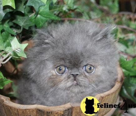 CFA Registered Persian Blue Cream Torti