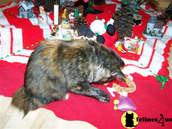 Jadzia a Tortoiseshell American Bobtail kitten for sale