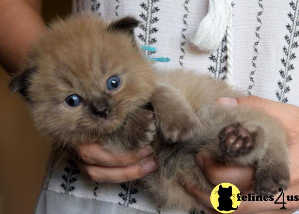 Rare TICA Seal Colorpoint MINK Ragdoll Kitten