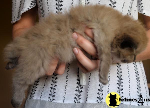 Rare TICA Seal Colorpoint MINK Ragdoll Kitten